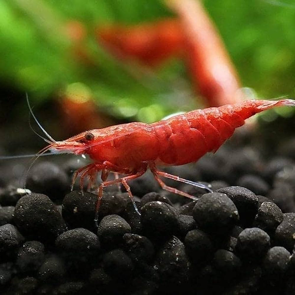 Red Cherry Shrimp (High - Medium Grades) – South West Aquatics