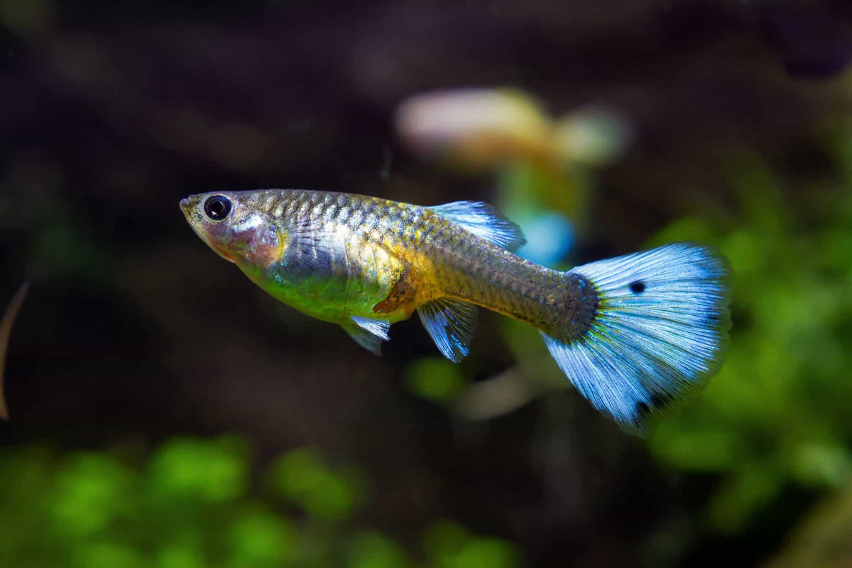 Assorted Fancy Guppies (M&F Selection) – South West Aquatics