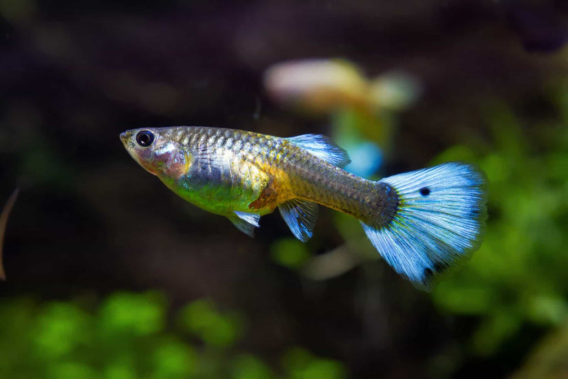 Assorted Fancy Guppies (M&F Selection) – South West Aquatics