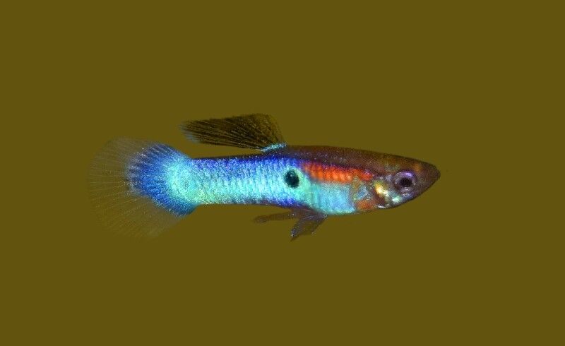 Assorted Male Endler – South West Aquatics