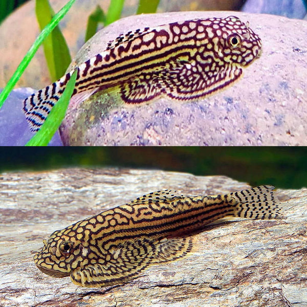 Reticulated Tiger Hillstream Loach (sewellia lineolata) - HOME BRED ...