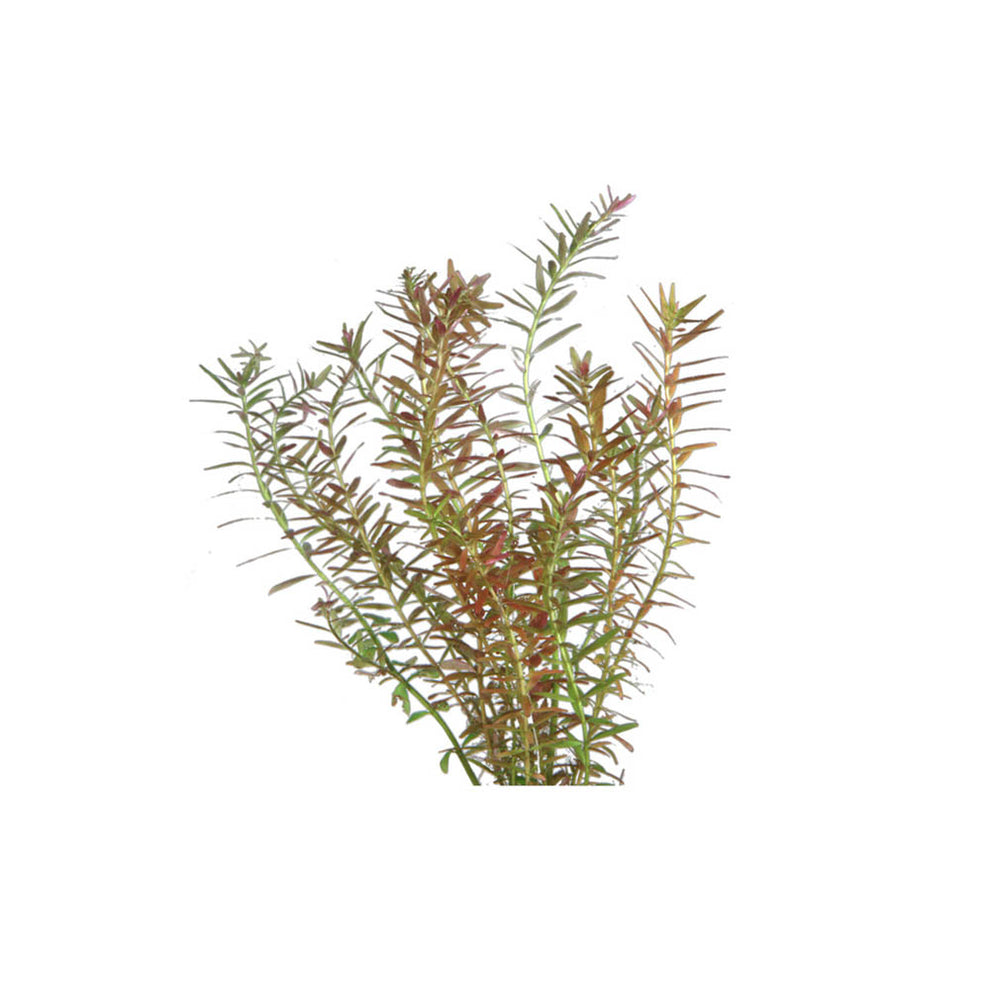 Pink Baby Tears – South West Aquatics